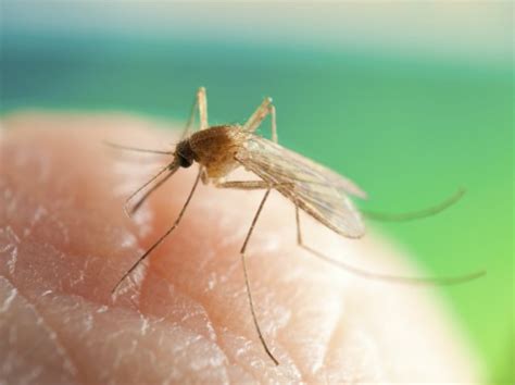 9 curiosidades sobre el Dengue que no conocías pero deberías TODO