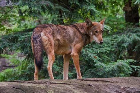16 RACES De LOUPS NOMS Avec PHOTOS