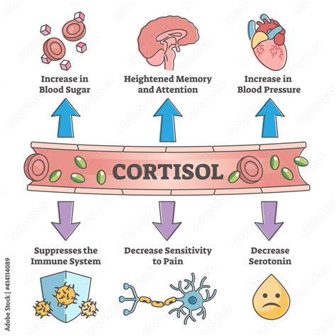 Cortisol Hormone Increased Or Decreased Level Symptom Scheme Outline