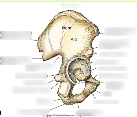 HIP Diagram Quizlet