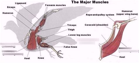 Bird Muscles Diagram Quizlet