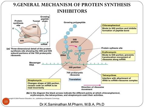 General Mechanism Of Protein Synthesis Inhibitors Dr K Saminathan