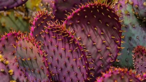 La Verdad Detrás Del Color Morado Del Nopal Que Crece En La Zona Del Silencio Infobae