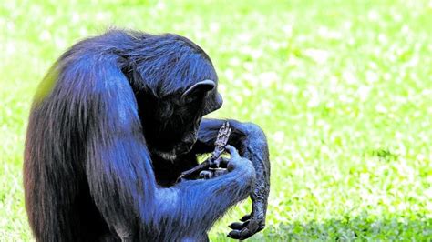 Chimpancé Natalia soltó el cadáver de su bebé tras siete meses de duelo