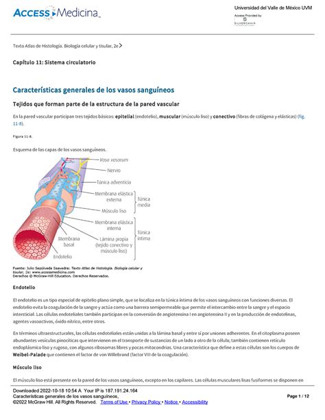 Caracter Sticas Generales De Los Vasos Sangu Neos Texto Atlas De
