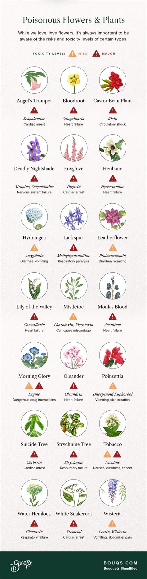 Poisonous Flowers And Toxic Plants To Avoid Bouqs Blog Poisonous