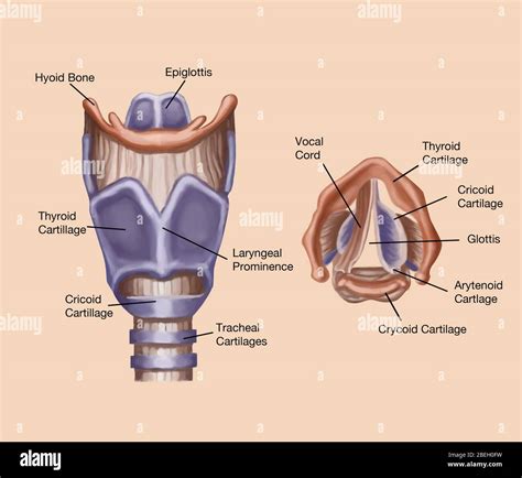 Anatomia Della Laringe Immagini E Fotografie Stock Ad Alta Risoluzione