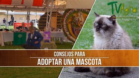 Consejos Esenciales Para Adoptar Una Mascota En Familia Actualizado