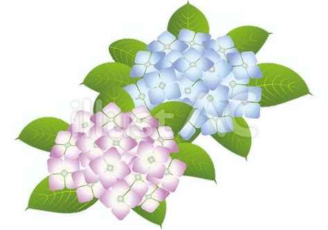 50 フリー 紫陽花 イラ ト 綺麗 553645