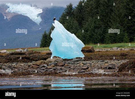 USA SE Alaska Inside Passage Wood Spit Bald Eagle On Iceberg