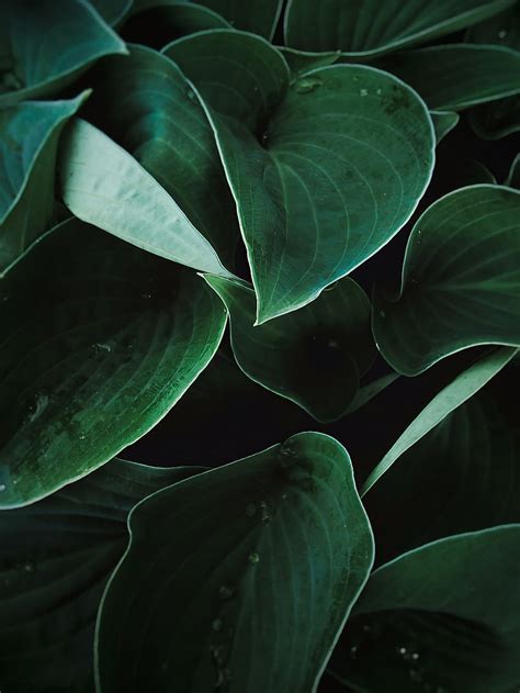 Aggregate Dark Green Leaves Wallpaper Best In Cdgdbentre