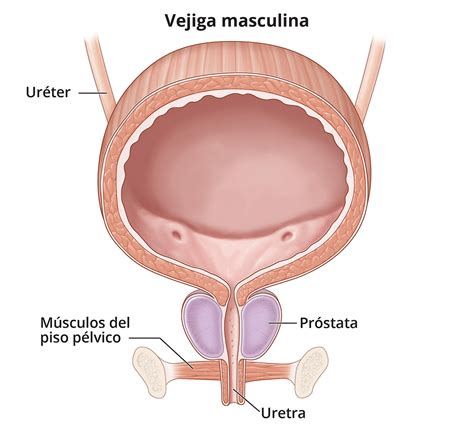 las mujeres tiene prostata y sexo Existe alguna relación Zona