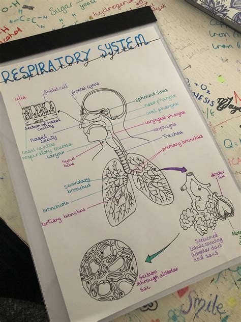 Standard Note Human Respiratory System