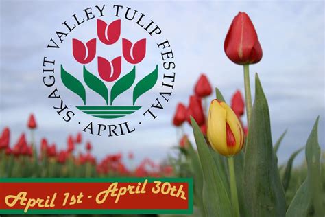 Tulip Quotes For Girlfriend QuotesGram