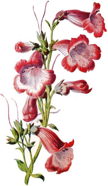 Flowers Vintage Art Old Free Stock Photo Public Domain Pictures