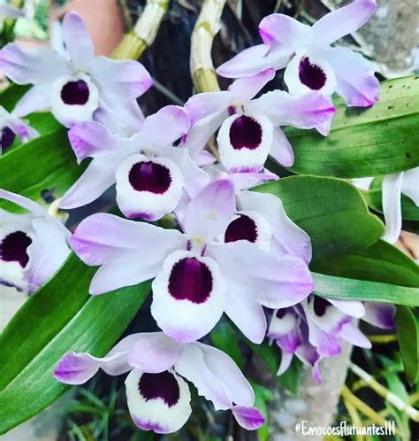 Orquídea olho de boneca Dendrobium características e cuidados