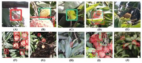 remote sensing free full text precision detection of dense litchi fruit in uav images based