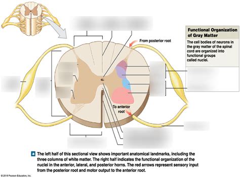 Chapter The Spinal Cord Diagram Quizlet