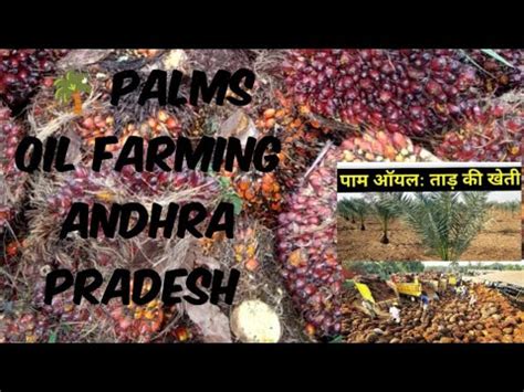 Palm Oil Farming In Andhra