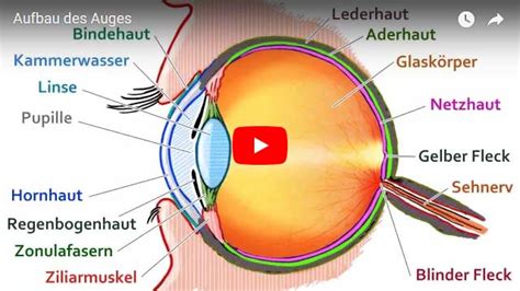 Aufbau Des Auges Bestandteile Und Funktionsweise