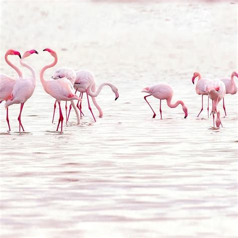 Los mejores lugares donde ver flamencos en España