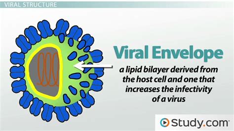 Virus Structure Anatomy Basic Characteristics Function What Are