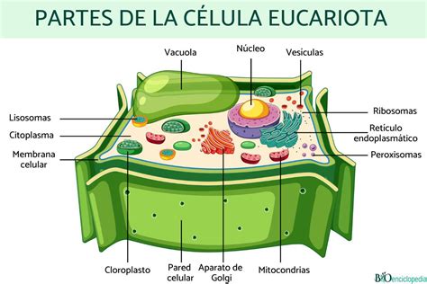 Célula eucariota qué es características y sus partes Resumen para