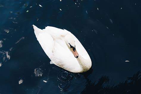 Su Okyanus Deniz Pixabay de ücretsiz fotoğraf Pixabay