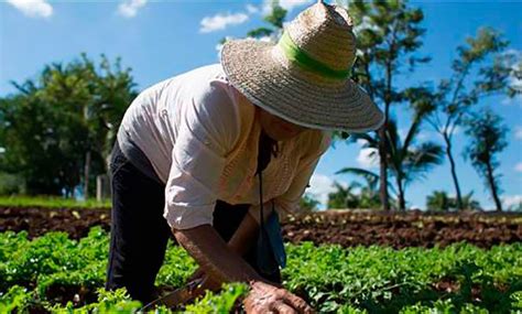 Niegan Solicitud De Ampliaci N De Tierra A Campesino En Artemisa Cuba