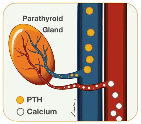 Intraoperative Parathyroid Hormone PTH Testing Dr Larian