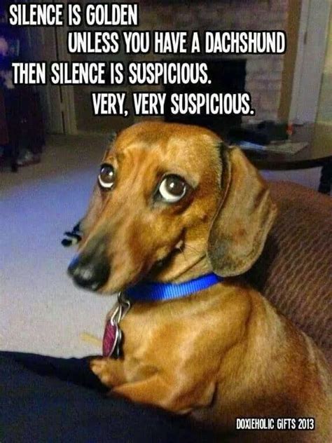 24 Dachshund Memes That Will Totally Make Your Day SayingImages