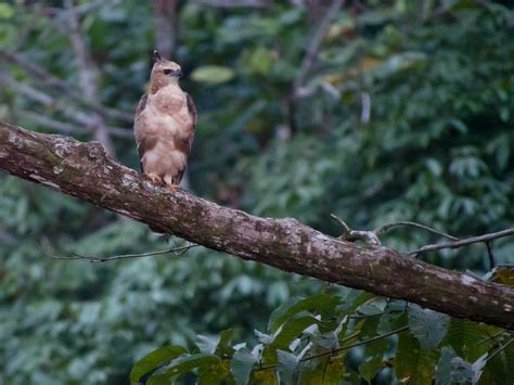 Wallace S Hawk Eagle Nisaetus Nanus Photo Call And Song