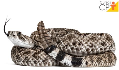 As 10 cobras mais venenosas do mundo Cursos a Distância CPT