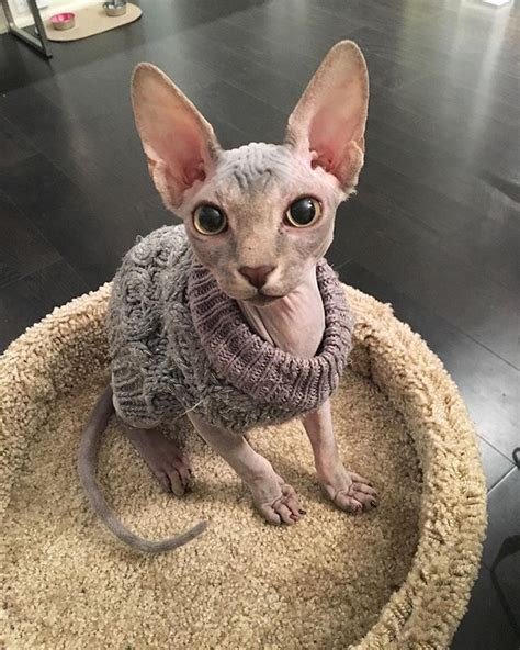 Hình ảnh ngộ nghĩnh hairless animals cute Yêu thích của bạn