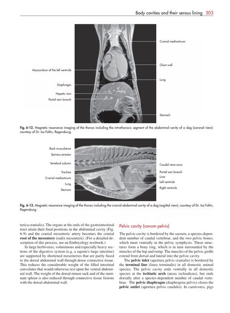 Body Cav I Ties And Their Serous Lining Pelvic Cavity Cavum Pelvis