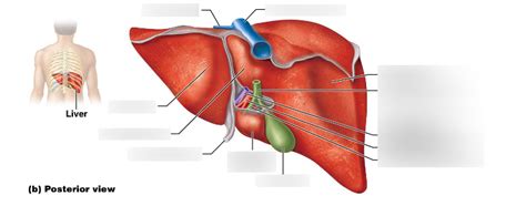 Posterior View Of Liver Diagram Quizlet
