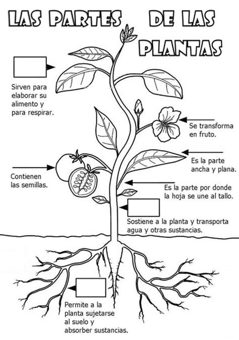 Partes de una planta para niños Con fotos y vídeos El blog de tu