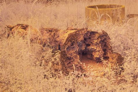 El Tronco Del árbol De Descomposición Caído En La Plantación Foto de