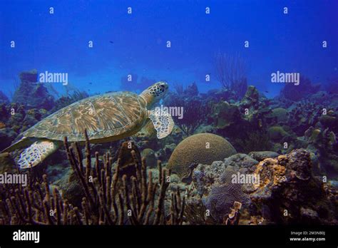 Beautiful Green Sea Turtle Swimming In The Caribbean Sea Blue Water