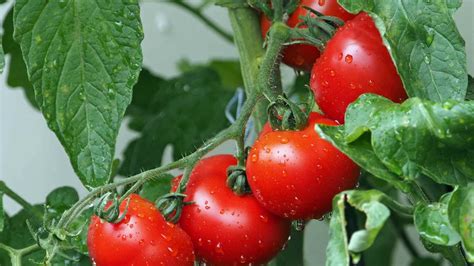 Aprenda A Plantar Tomate Em Casa E Economize