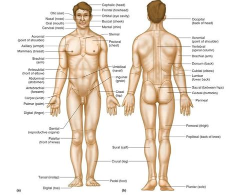 A P Practical Labeling Body Parts Diagram Quizlet 41 OFF