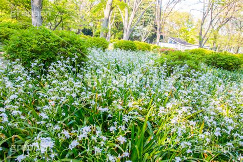 春の日比谷公園 グラフォン無料素材