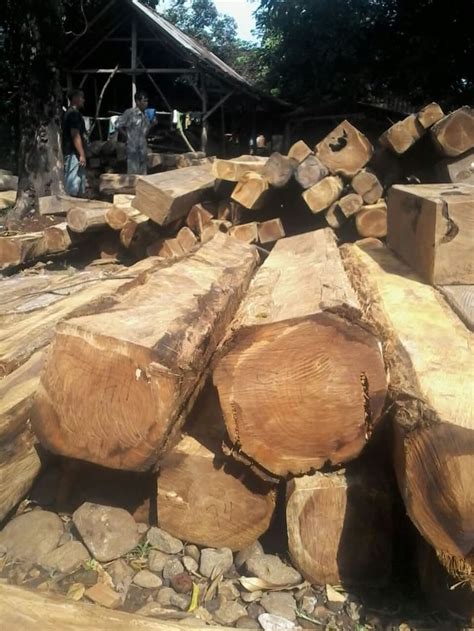 Daftar Harga Kayu Jati Belanda Terlengkap 2022 Lengkap