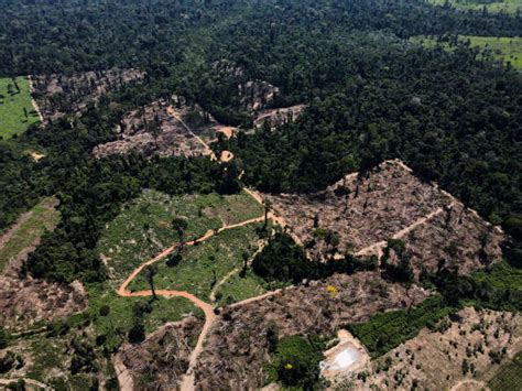 La déforestation de lAmazonie brésilienne à son niveau le plus bas