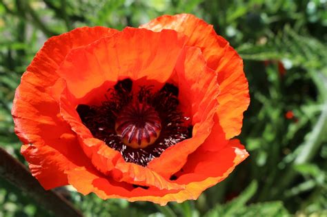 Mohn Pflanze Mohnblume Kostenloses Foto Auf Pixabay Pixabay