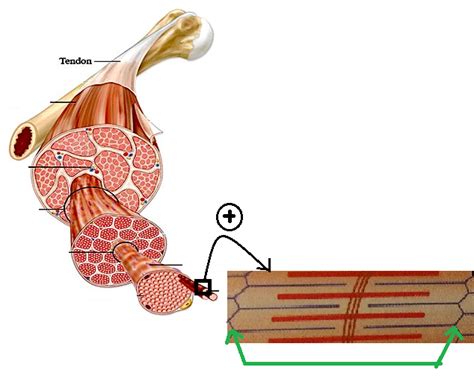 Le Muscle Diagram Quizlet