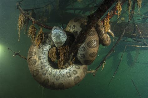 What Is The Biggest Snake In The World Outdoor Life