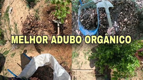 Como Fazer Adubo Organico Folhagem YouTube