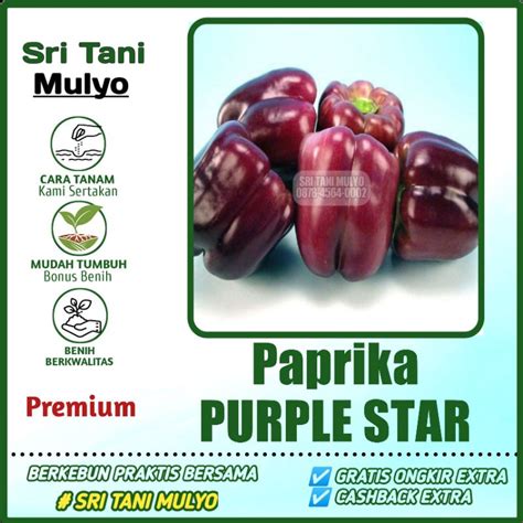 Jual 5 Biji Benih Paprika Ungu PURPLE STAR F1 Bibit Tanaman Sayur