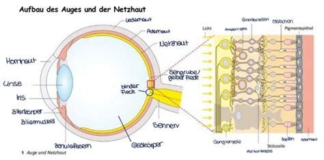 Das Auge Karteikarten Quizlet